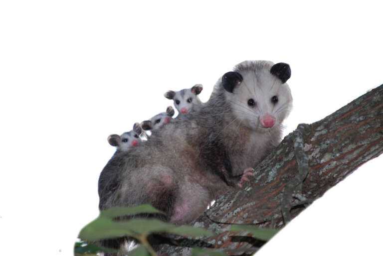 Opossums - Jarrod's Pest Control – Expert Pest Control