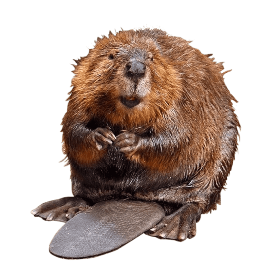 Beavers in Georgia - Jarrod's Pest Control