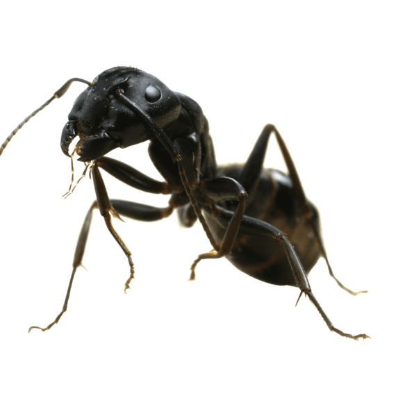 Jarrod’s Pest Control - Columbus, GA and Alabama