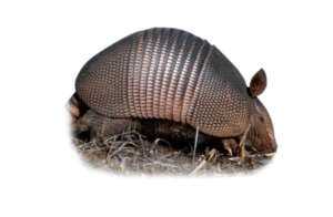 Armadillos in Georgia - Jarrod's Pest Control