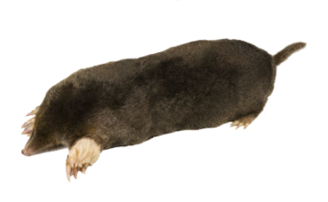 Moles in Georgia - Jarrod's Pest Control