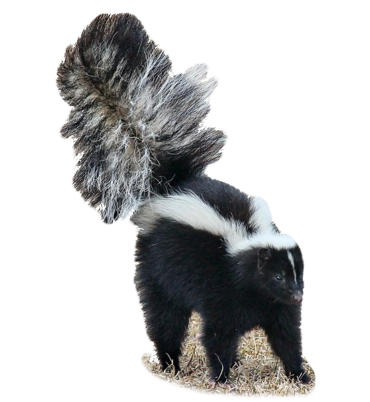 Skunks in Georgia - Jarrod's Pest Control